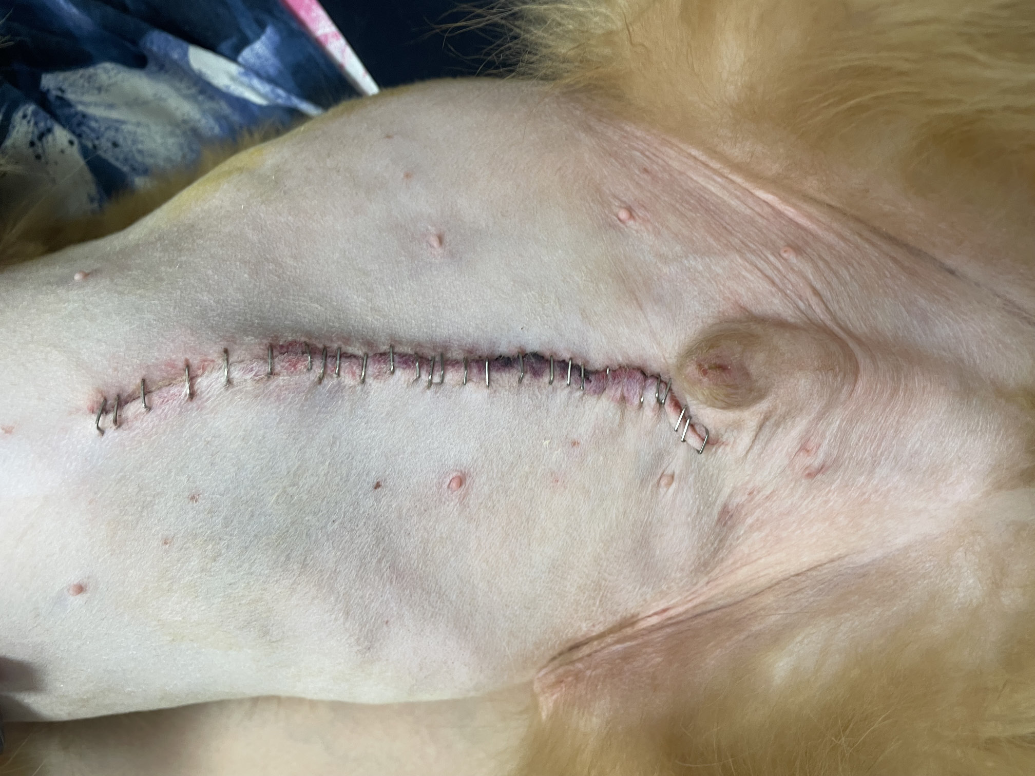 Szwy u psa po operacji jak dbać o zdrowie pupila