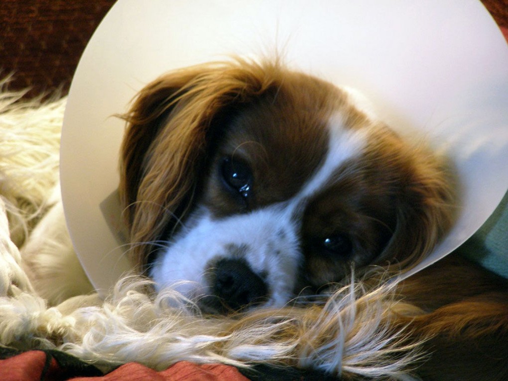 Szwy u psa po operacji jak dbać o zdrowie pupila